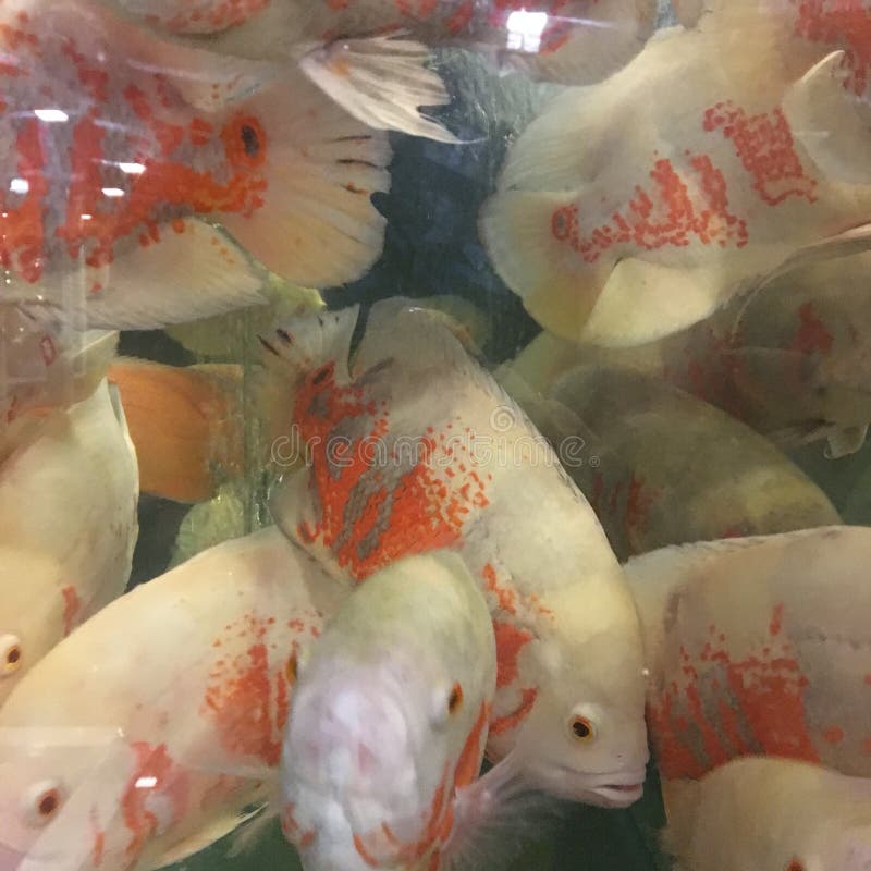 Fish crowd stock photo. Image of pool, fish, crowd, nice - 137366932