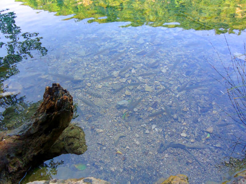 Many fish in water stock photo. Image of clean, freshwater - 111992032