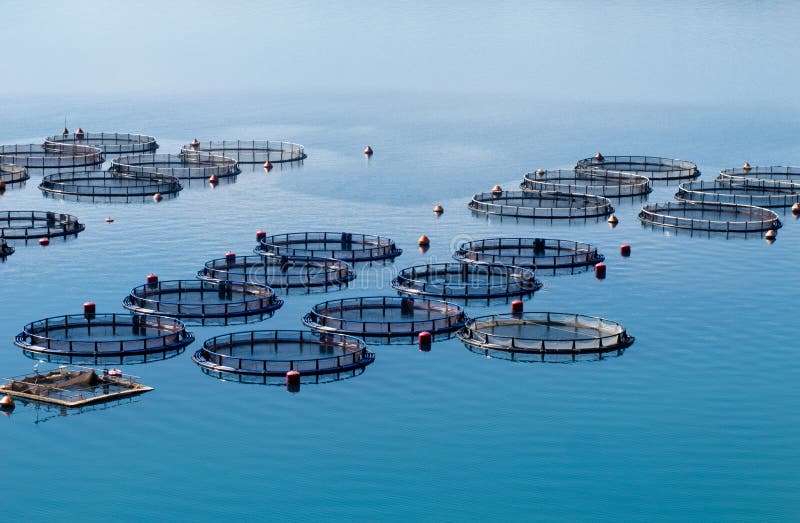 Fish cultivation stock image. Image of food, ingredient - 24019917