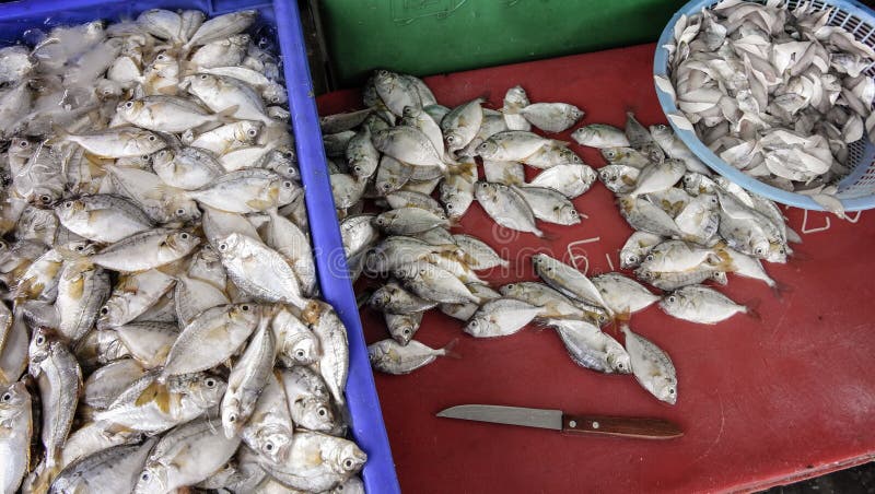 Fish cut stock image. Image of fish, fishery, small, food - 76216863