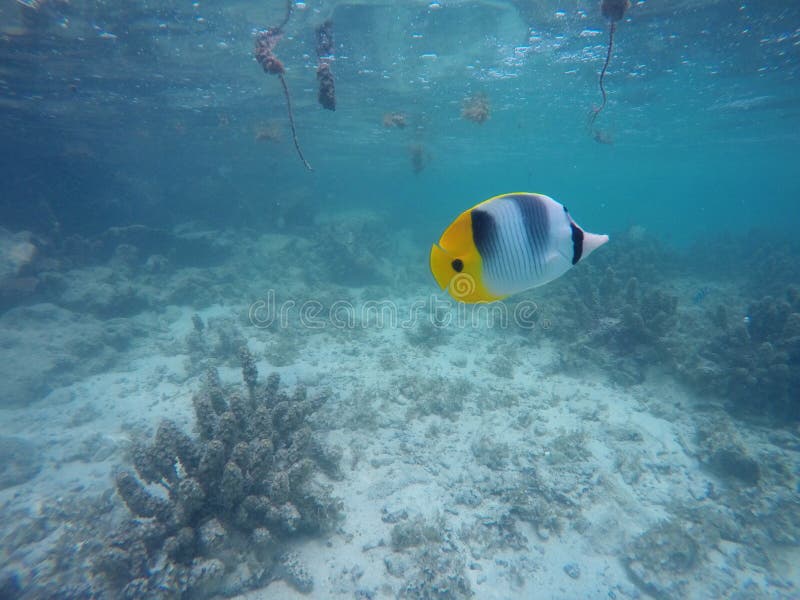 Fish stock image. Image of cute, fish, water, little - 129391545