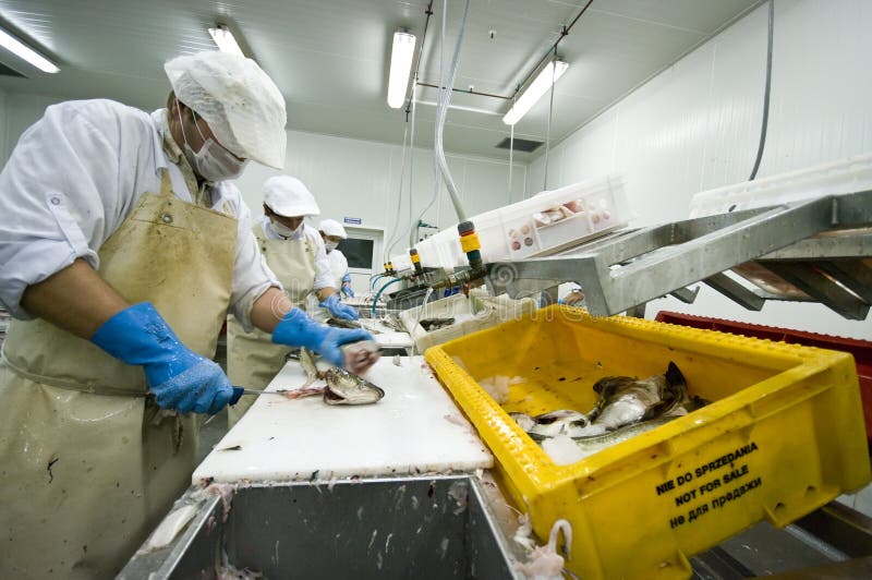 Skillful Fish Cutters Stock Photos - Free & Royalty-Free Stock Photos ...