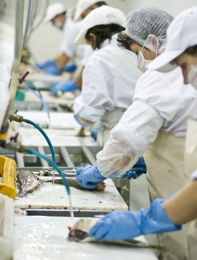 Fish processing factory stock image. Image of aerial, company - 6772563