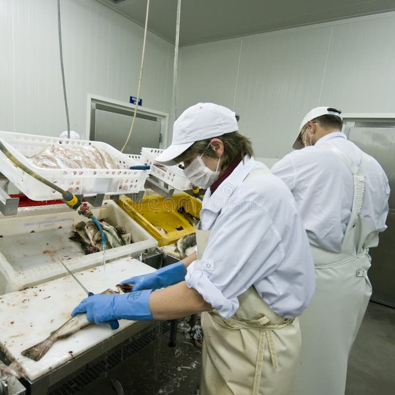 Fish cutters stock photo. Image of fishing, manufacture - 6772680
