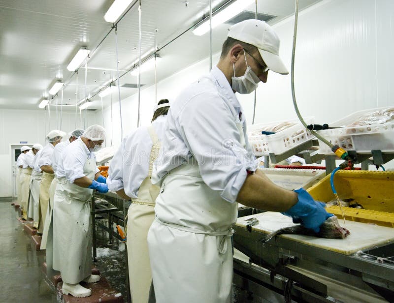 Industrial fish filleting stock image. Image of firm, manufacturing ...