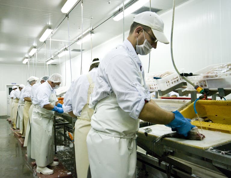 Fish cutters at work stock photo. Image of dedicated, male - 6773350