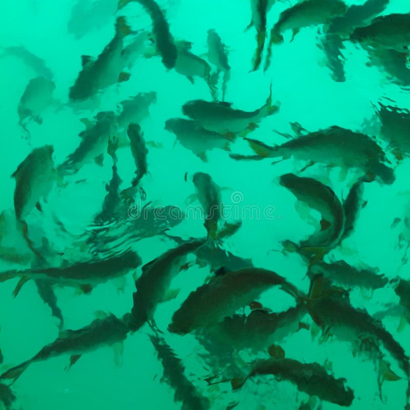 Fish in the damn stock photo. Image of damn, water, tourist - 54753814