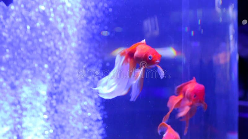 Veiltail Goldfish (Carassius Auratus) in Fish Tank. Orange Fish ...