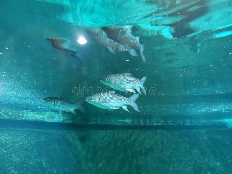 Fish day outing stock photo. Image of fish, outing, fisherman - 355204610