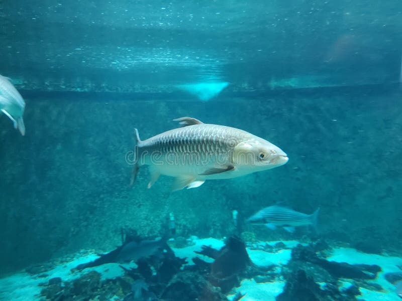 Fish day outting stock photo. Image of outting, blue - 355204722