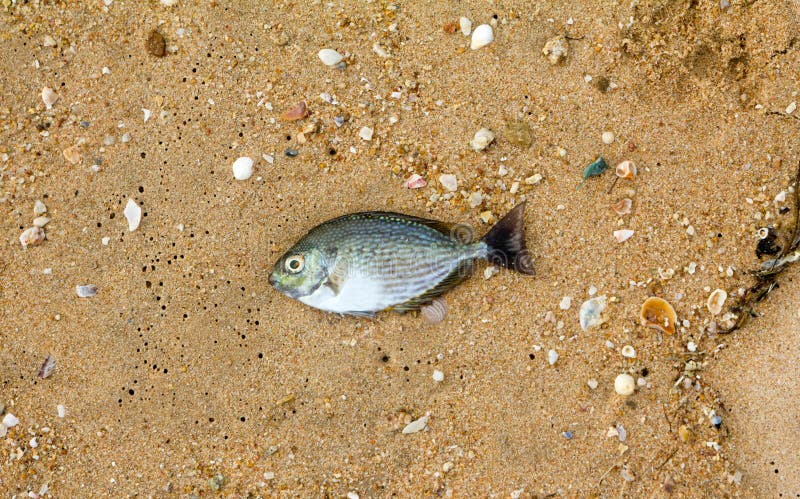 Fish dead stock photo. Image of ocean, industrial, dead - 64822272