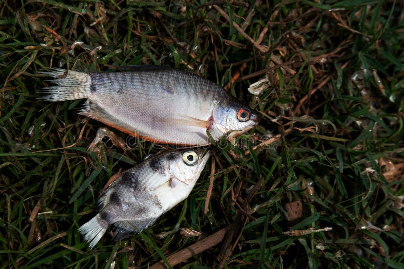 Fish Dead Dried, Dead Fish on the Grass Floor, Global Warming Concept ...