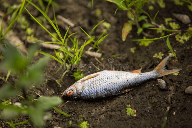 Fish stock photo. Image of nature, life, lying, bank - 94476406