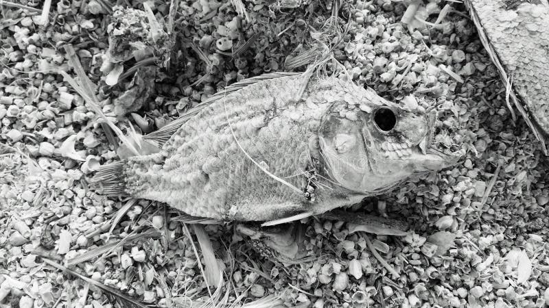 Fish stock image. Image of blackwhite, fish, salt, dead - 83618533