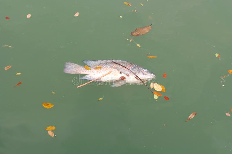 625 Rotten Sea Fish Stock Photos - Free & Royalty-Free Stock Photos ...