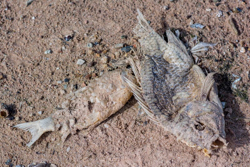 Fish stock image. Image of fish, water, fishing, dead - 42227437