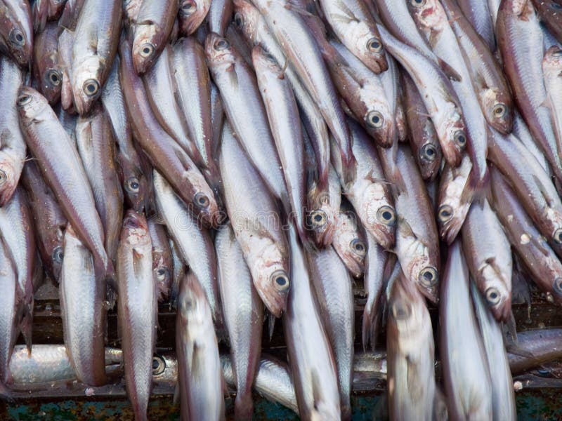 Fish on Deck Factory Vessel Stock Image - Image of animal, commercial ...