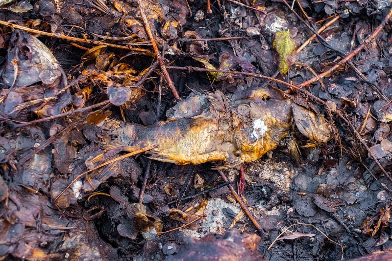 Fish in decomposition stock image. Image of fauna, environmental ...