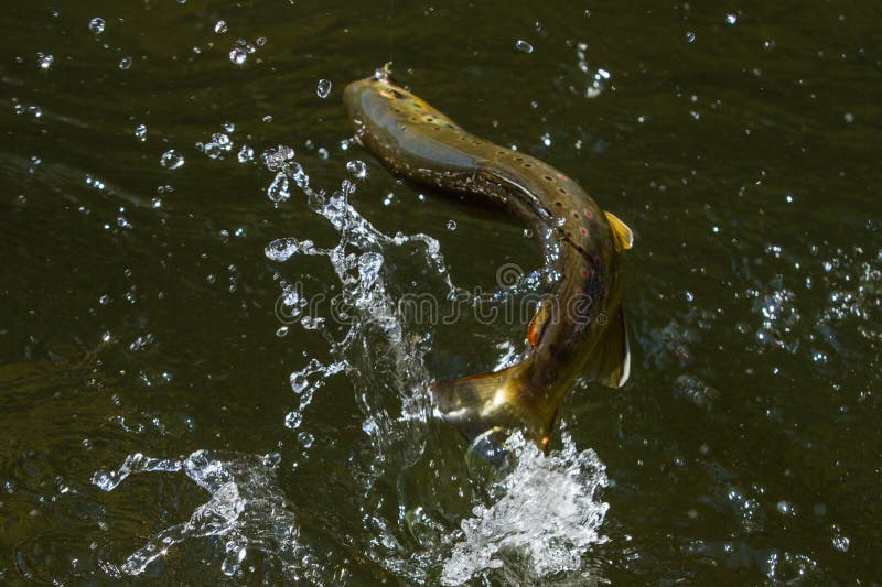 Fish stock photo. Image of organism, marine, limbs, swim - 55740680