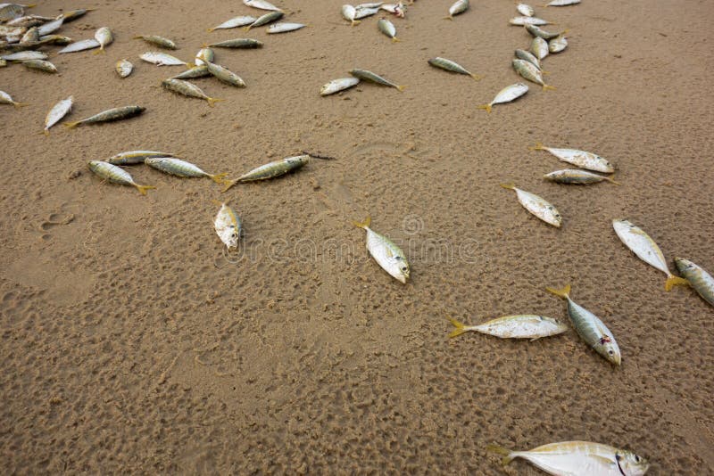 Fish Die on the Beach by Pollution Stock Photo - Image of dead, sand ...