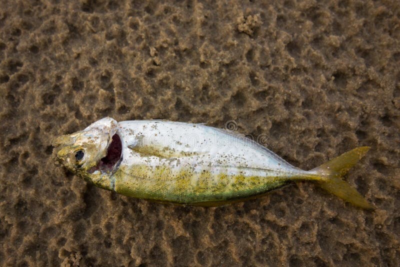 Fish Die on the Beach by Pollution Stock Photo - Image of disaster ...