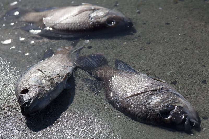 Fish Die Off stock image. Image of animal, death, water - 18165617