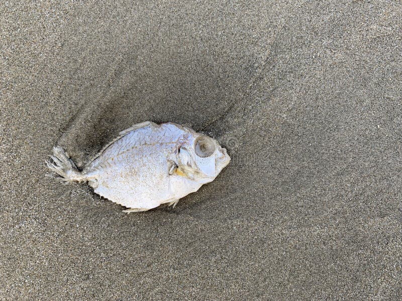 Fish die on sand stock photo. Image of fish, sand, view - 164749780