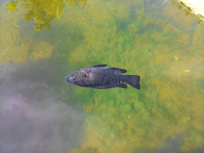 Fish die stock photo. Image of water, wildlife, fish - 48053730