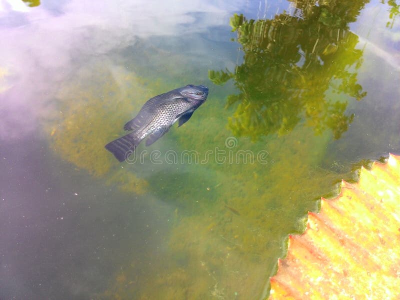 Fish die stock photo. Image of underwater, ecosystem - 48053742
