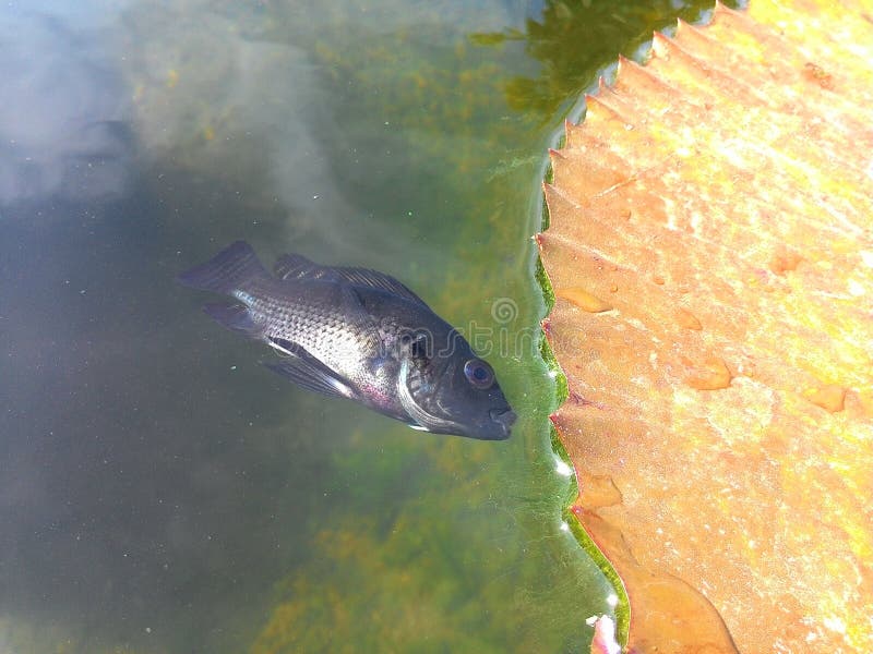 Fish die stock photo. Image of park, tilapia, decay, water - 48053748