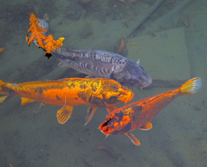 Fish of a Different Color in a Pond Stock Photo - Image of colorful ...