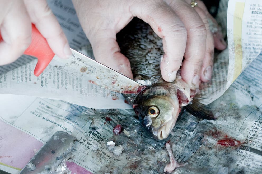 Fish disemboweling stock image. Image of gutting, fish - 14835855