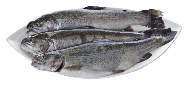 Atlantic salmon stock photo. Image of object, fresh, ocean - 33669946