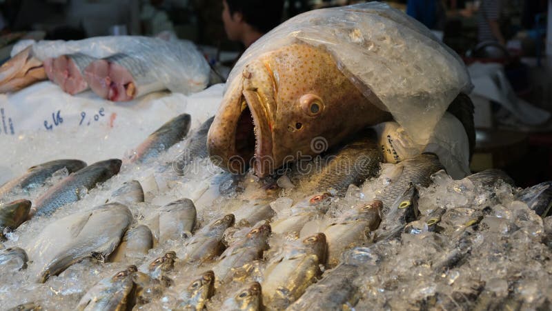 Fish Display in Fish Open Market in Egypt Stock Image - Image of ...