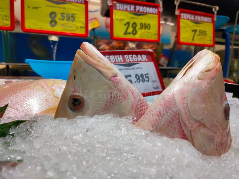 Fish on Display at the Market Stock Photo - Image of animal, market ...