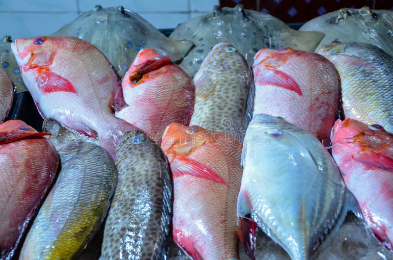 Fish Display at a Fish Market Stock Photo - Image of delicious, local ...