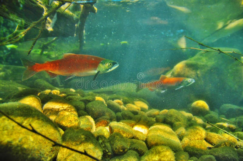Fish display MK park stock photo. Image of aquarium - 223943654
