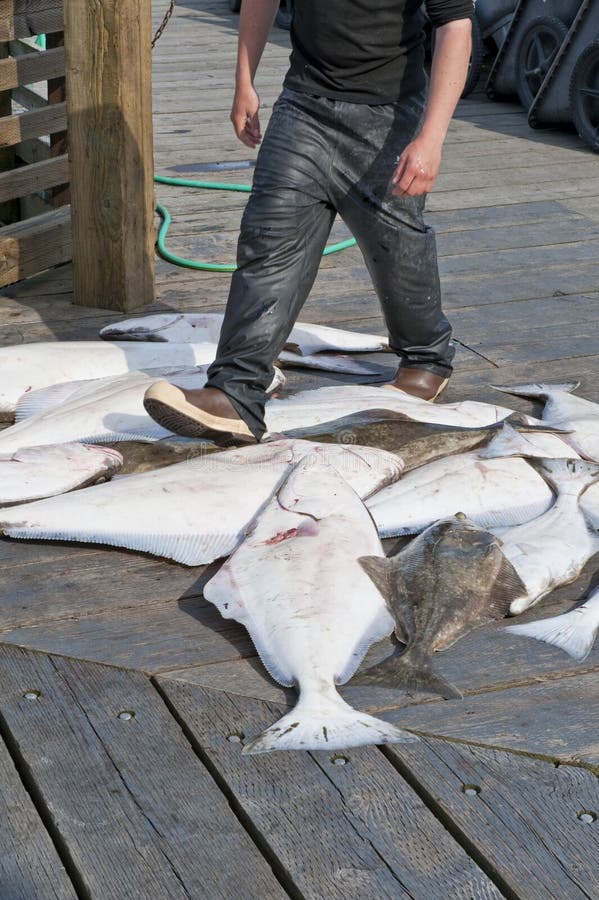 Fish on the dock stock photo. Image of white, seafood - 11489570