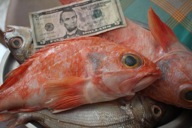Fish and dollars in a tray stock image. Image of currency - 382166939