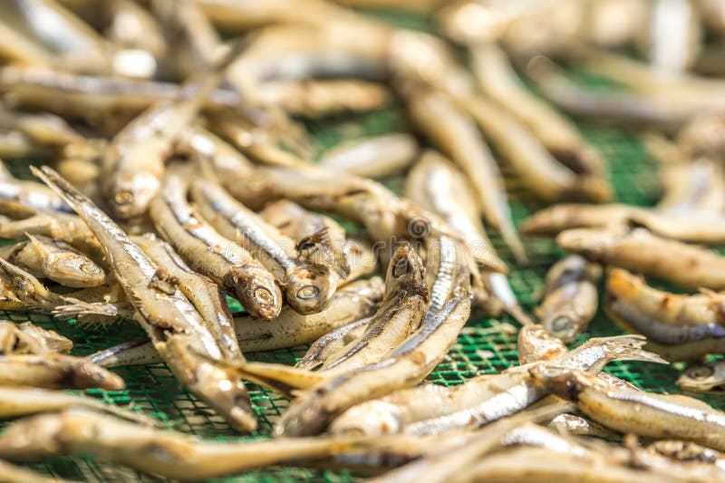 The Fish are Dried in Phan Rang Ninh Thuan Vietnam Stock Image - Image ...