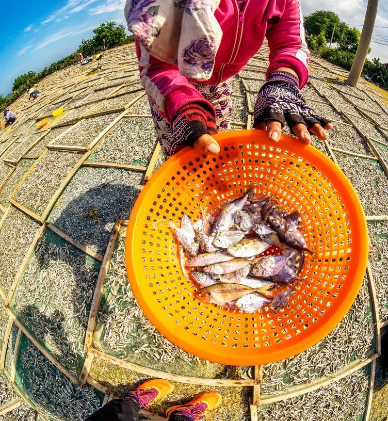 The Fish are Dried in Phan Rang Ninh Thuan Vietnam Stock Photo - Image ...