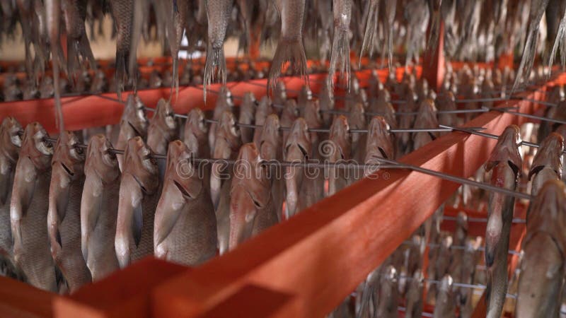 The Fish is Dried at a Fish Processing Plant. Cooking Dried Processed ...