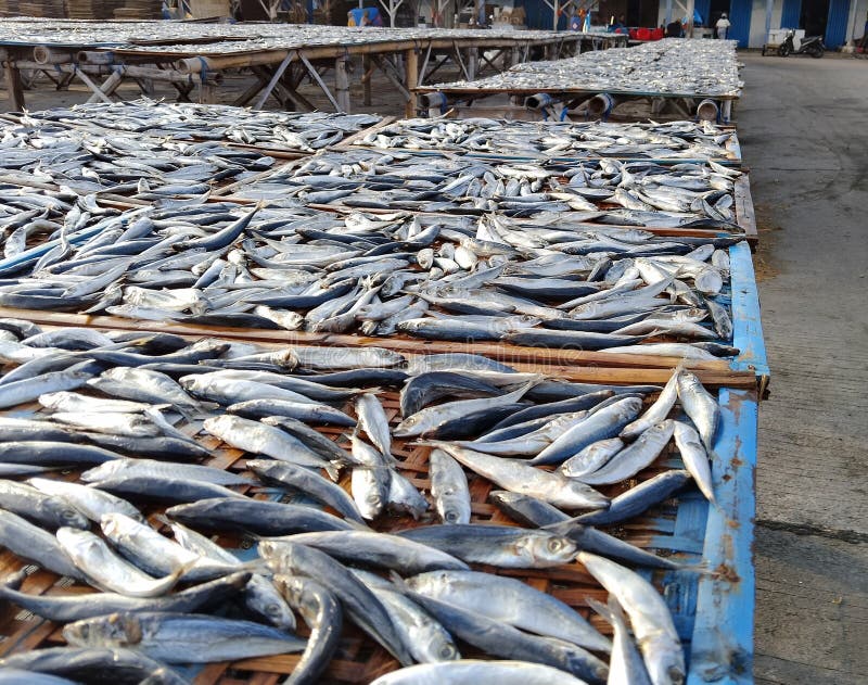 Fish that is Dried in the Sun, the Process of Making Salted Fish. Stock ...