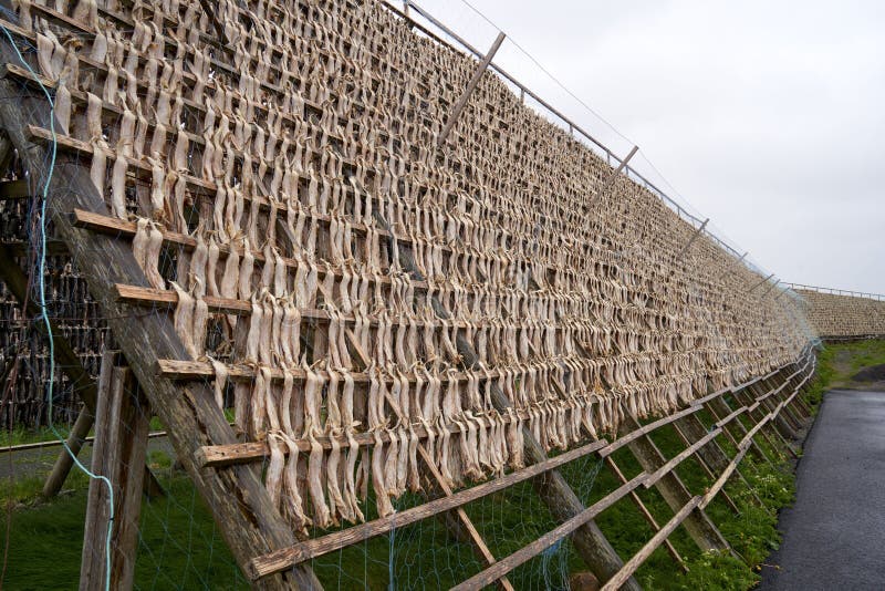 Fish Dryer Racks with White Headless Cod in the North of Norway Stock ...
