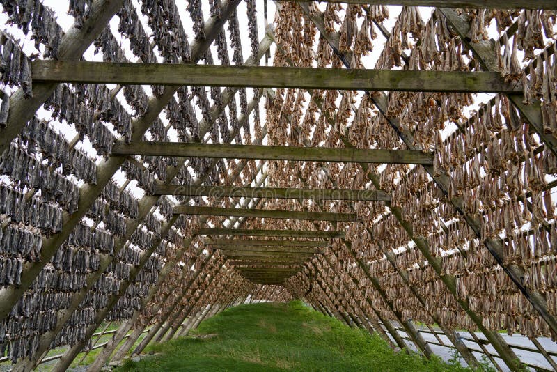 Fish Dryer Racks with White Headless Cod in the North of Norway Stock ...
