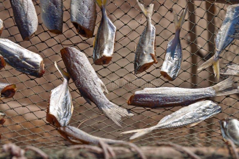 Fish drying stock image. Image of perspective, fish, salted - 25891295