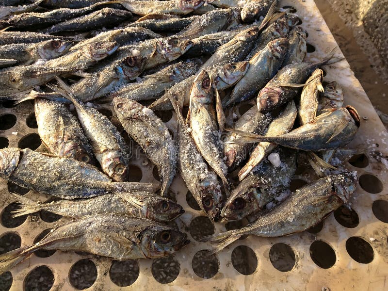 Fish Drying Outside Protected By Light Piece Of Material Stock Image ...