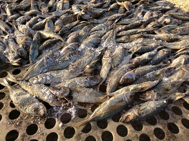 Fish drying stock photo. Image of preservation, journey - 161951944