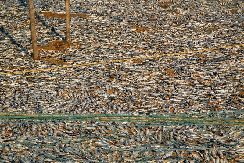 Fish Drying on the Ground stock photo. Image of outside - 27233230