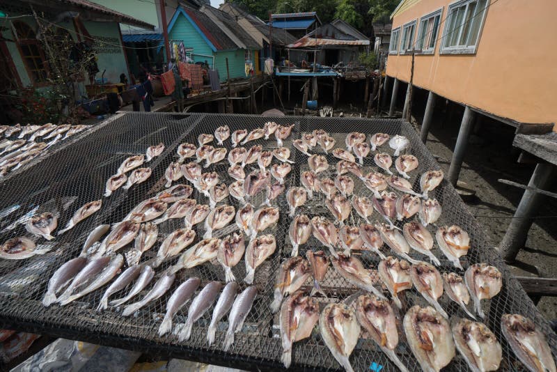 Fish Drying on the Net in Koh Panyee Village Stock Image - Image of ...